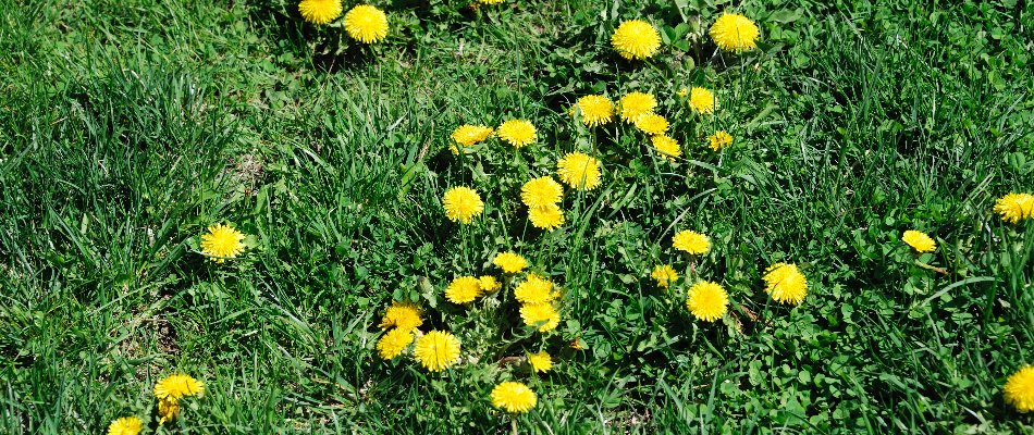 Common Lawn Weeds in Pennsylvania & How to Tackle Them | Delaware ...